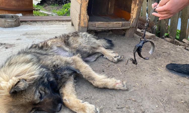 Help ROLDA break the dog chains! - ROLDA Causes